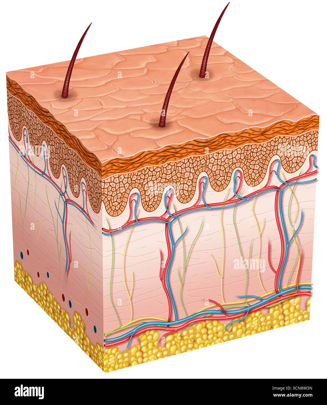 Human sweat glands anatomy hi-res stock photography and images - Alamy