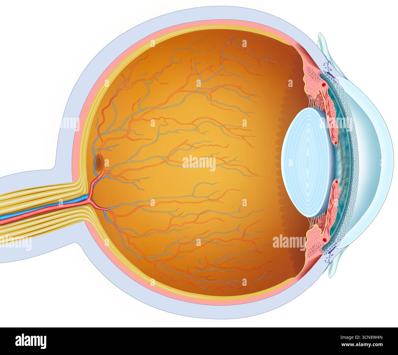Cones and rods of the human eye hi-res stock photography and images - Alamy