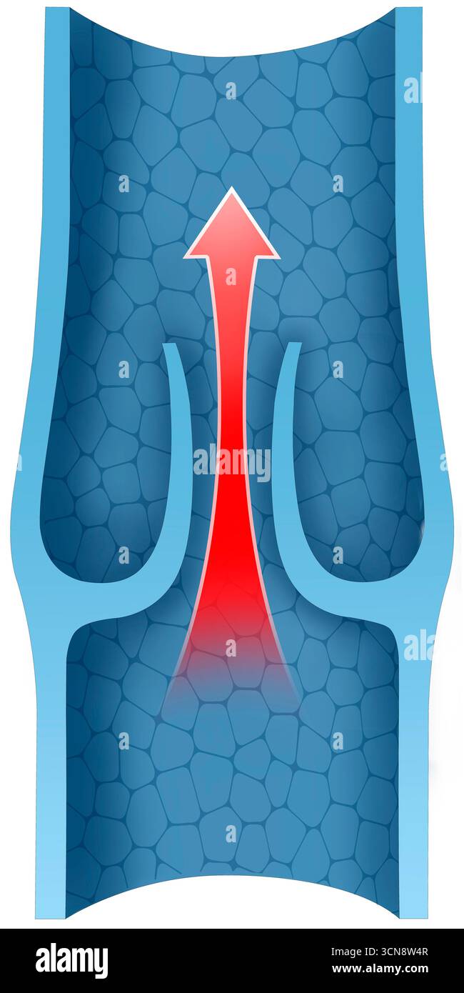 Venous structures Cut Out Stock Images & Pictures - Alamy