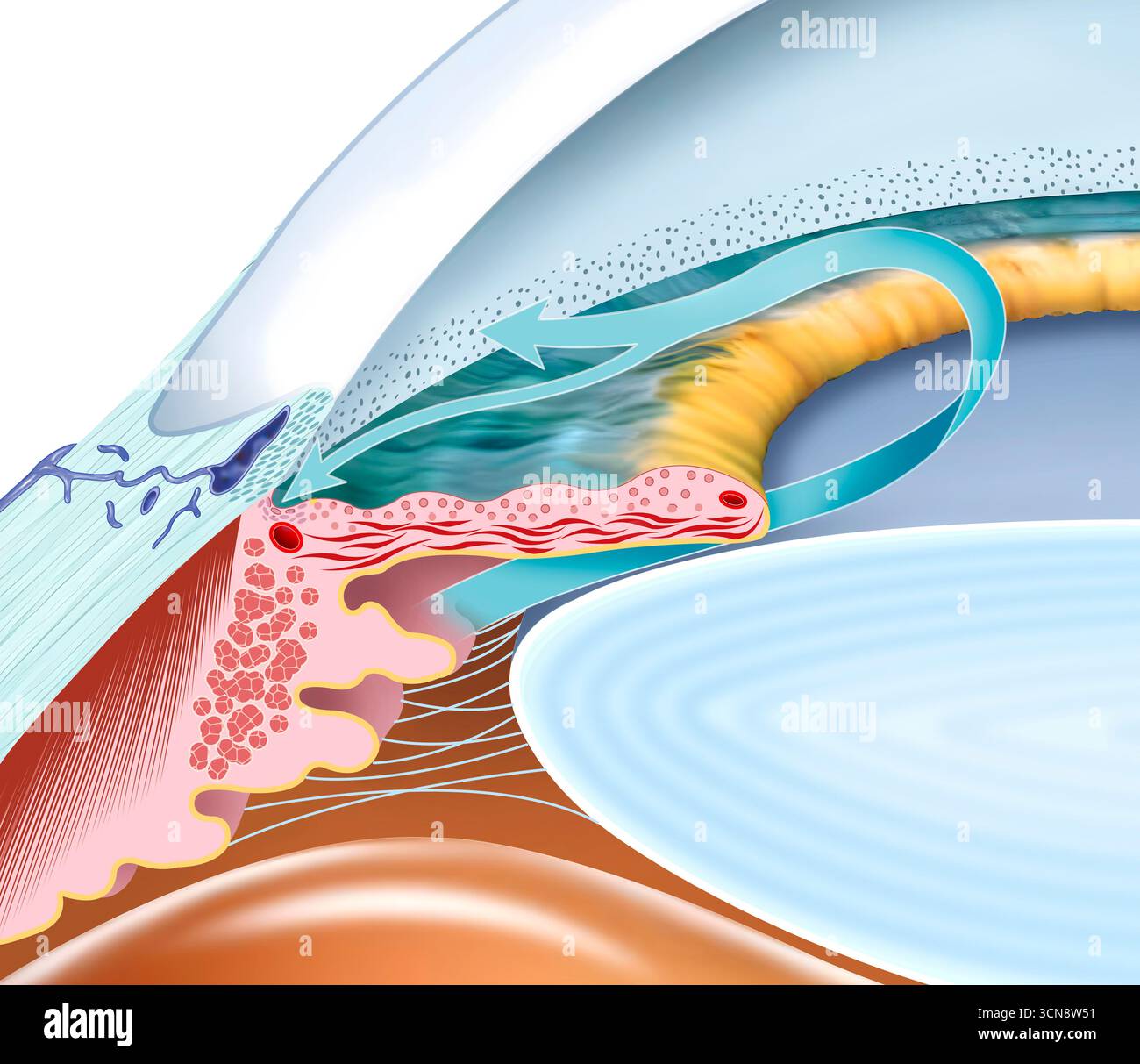 Aqueous humour drainage from the eye hi-res stock photography and ...