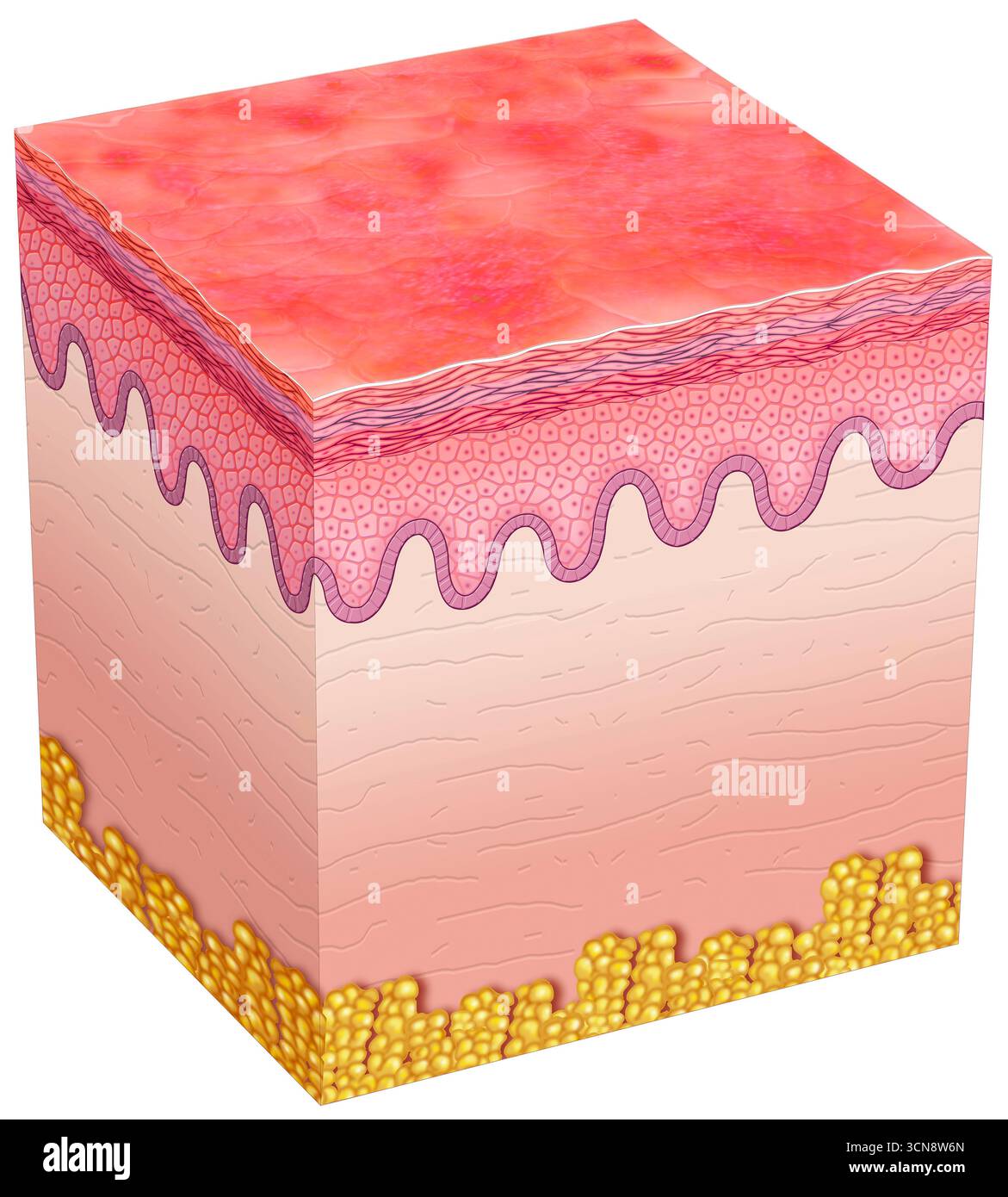 Human groin hi-res stock photography and images - Alamy