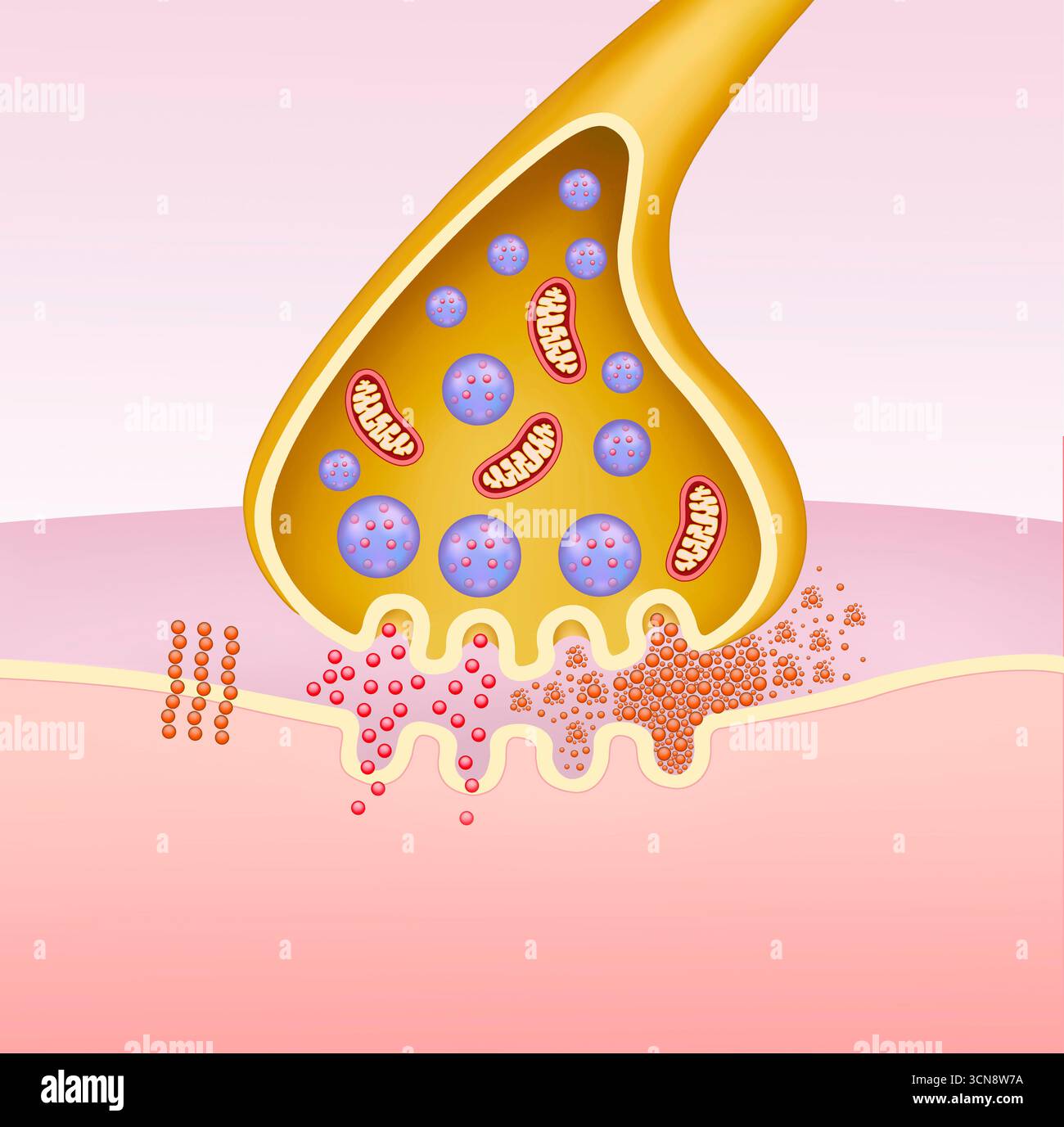 Illustration showing how beta-amyloid tangles damage neuronal ...