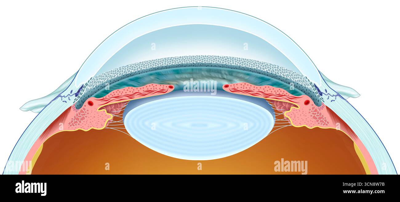 Physiology of the aqueous humour drainage system hi-res stock ...