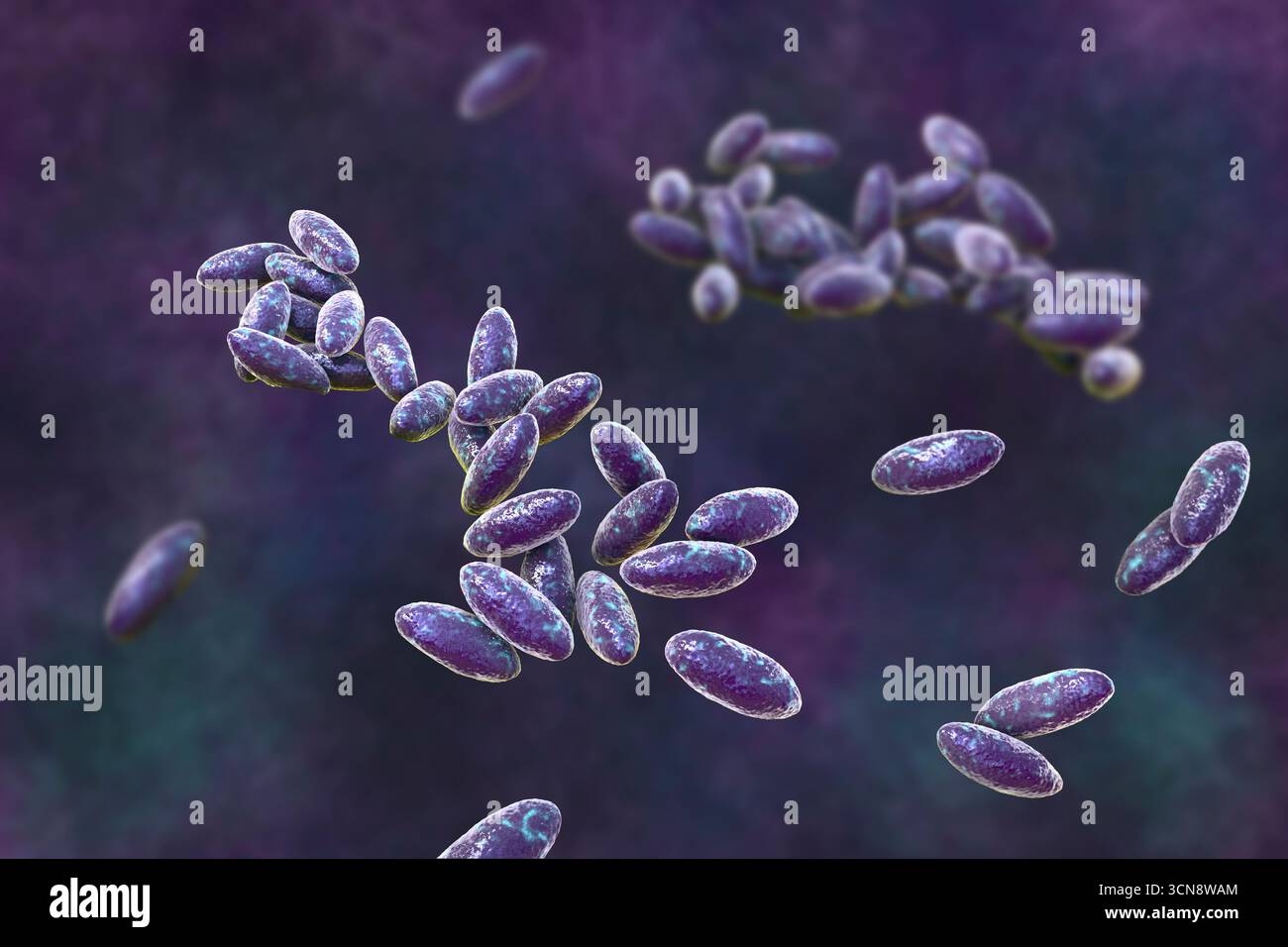 Christensenella hongkongensis bacteria, illustration. A rare Gram ...