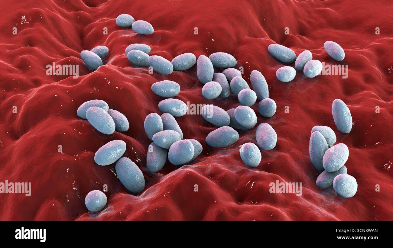 Illustration of Brucella anthropi, formerly Ochrobactrum anthropi, an ...