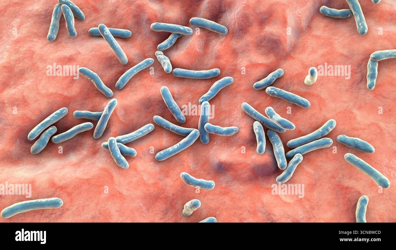 Illustration of Niallia bacteria, including N. tiangongensis and N ...