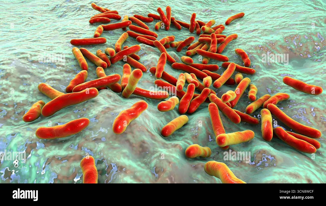 Niallia bacteria hi-res stock photography and images - Alamy
