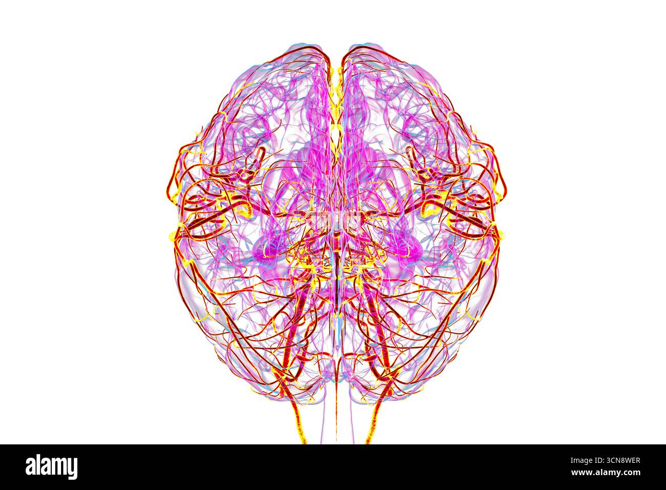 Illustration arterial system brain Cut Out Stock Images & Pictures - Alamy