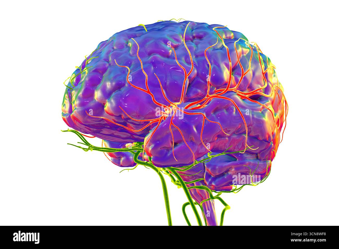 Illustration of the middle cerebral artery (orange), supplying blood to ...