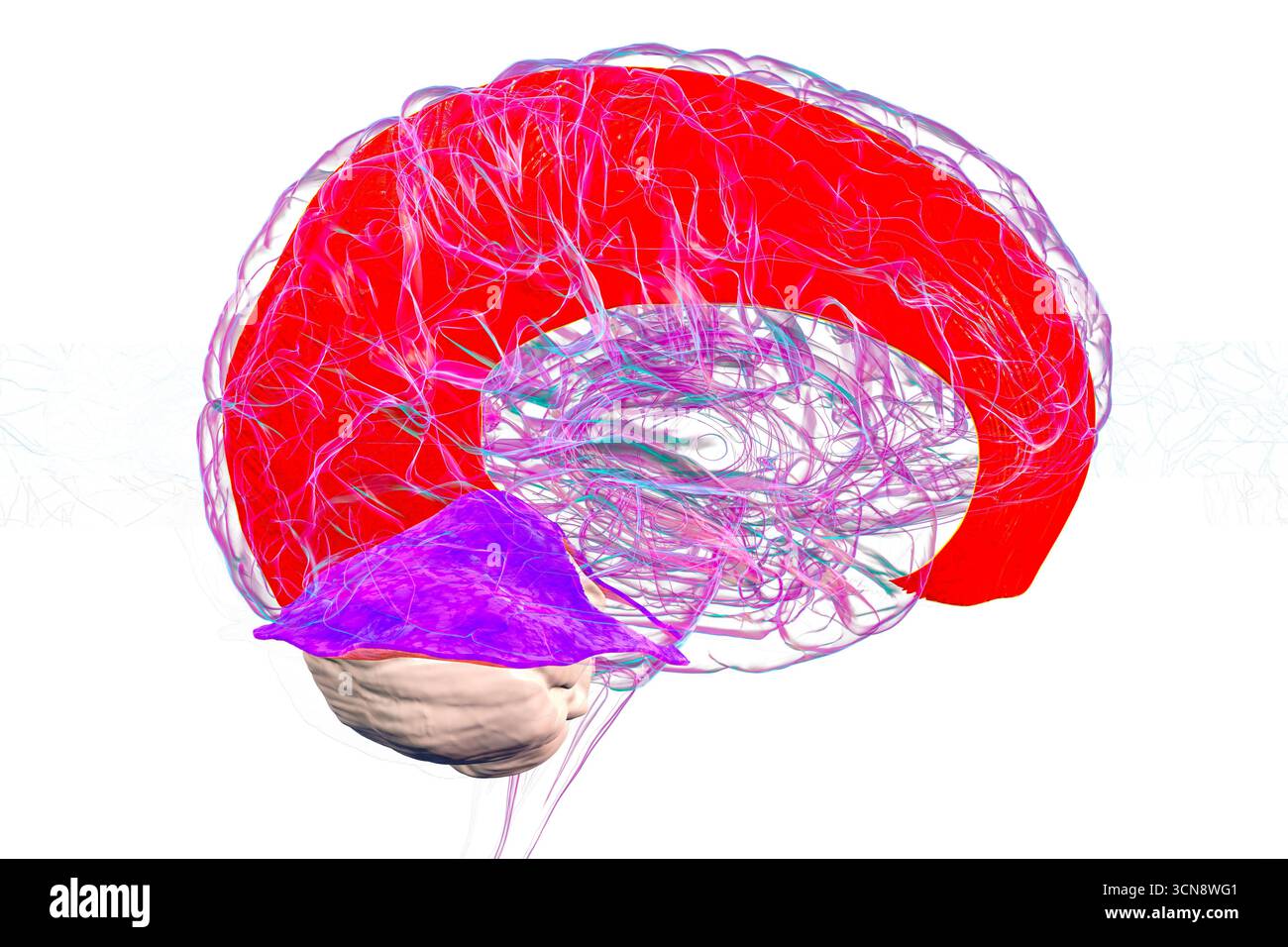 Illustration of the human brain with highlighted falx cerebri and ...