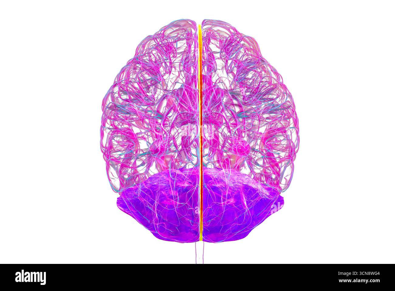 Illustration of the human brain with highlighted falx cerebri and ...