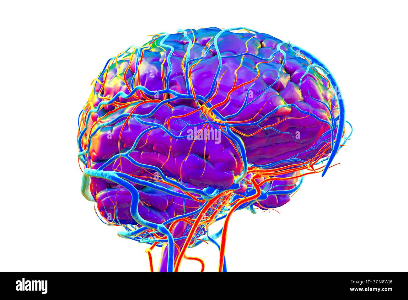 3d circulatory system veins Cut Out Stock Images & Pictures - Alamy