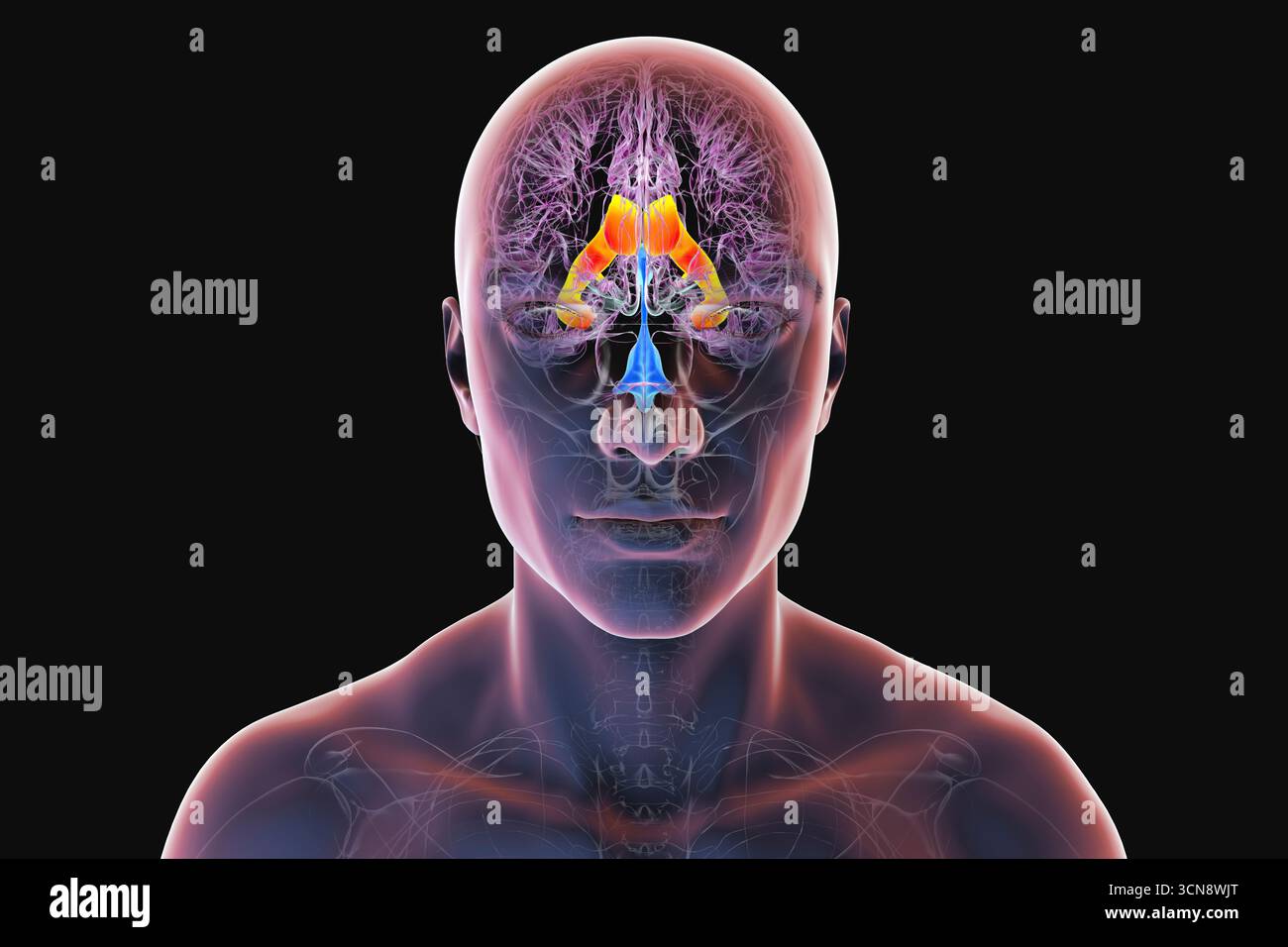 Illustration of the lateral brain ventricles, the largest paired ...