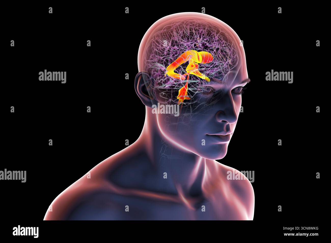 Illustration of the ventricular system of the brain. The ventricles are ...