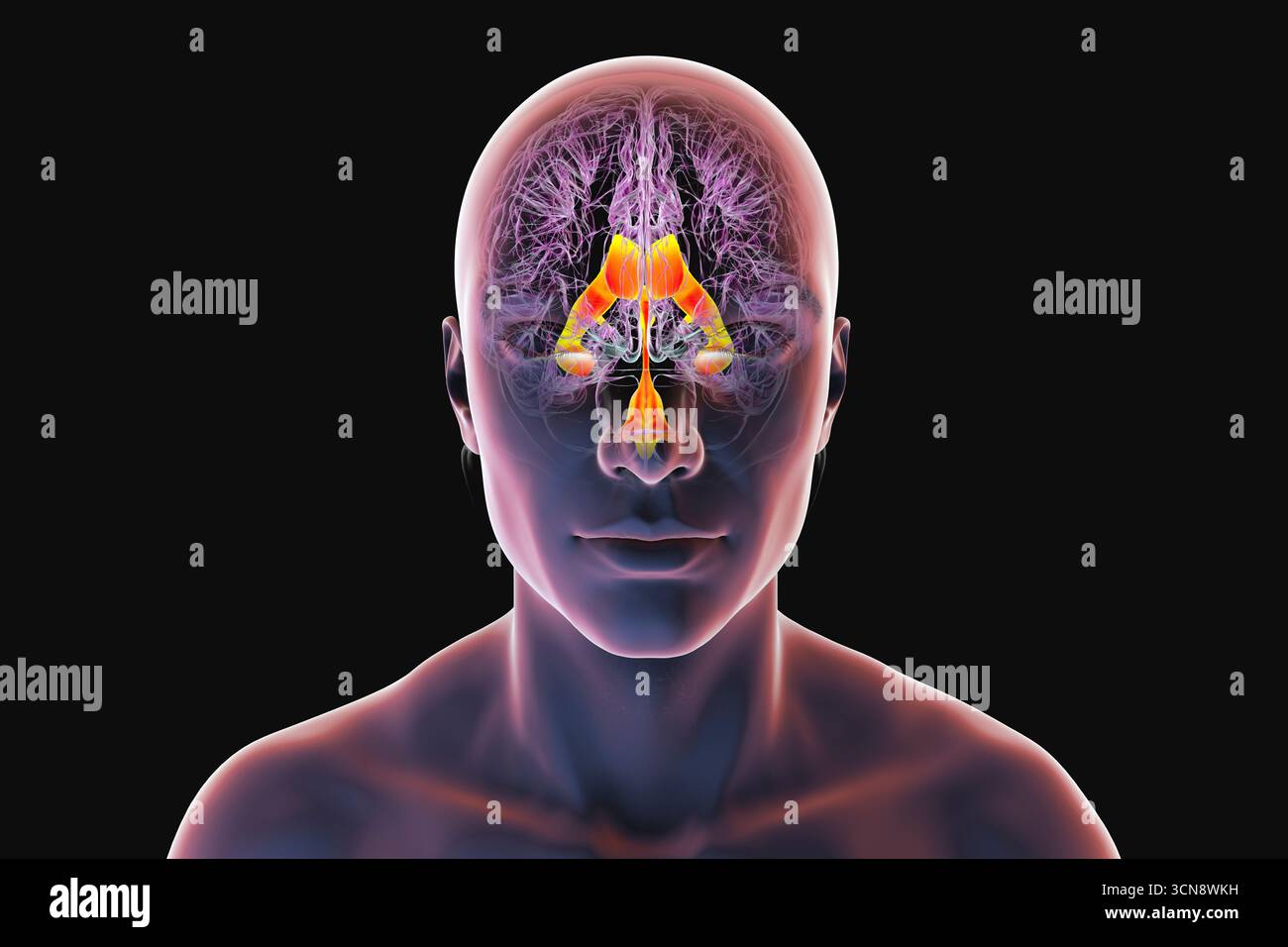 Illustration of the ventricular system of the brain. The ventricles are ...