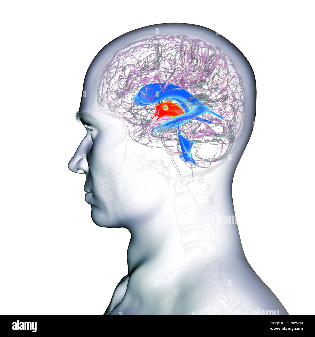 Illustration of the third brain ventricle (red) and ventricular system ...