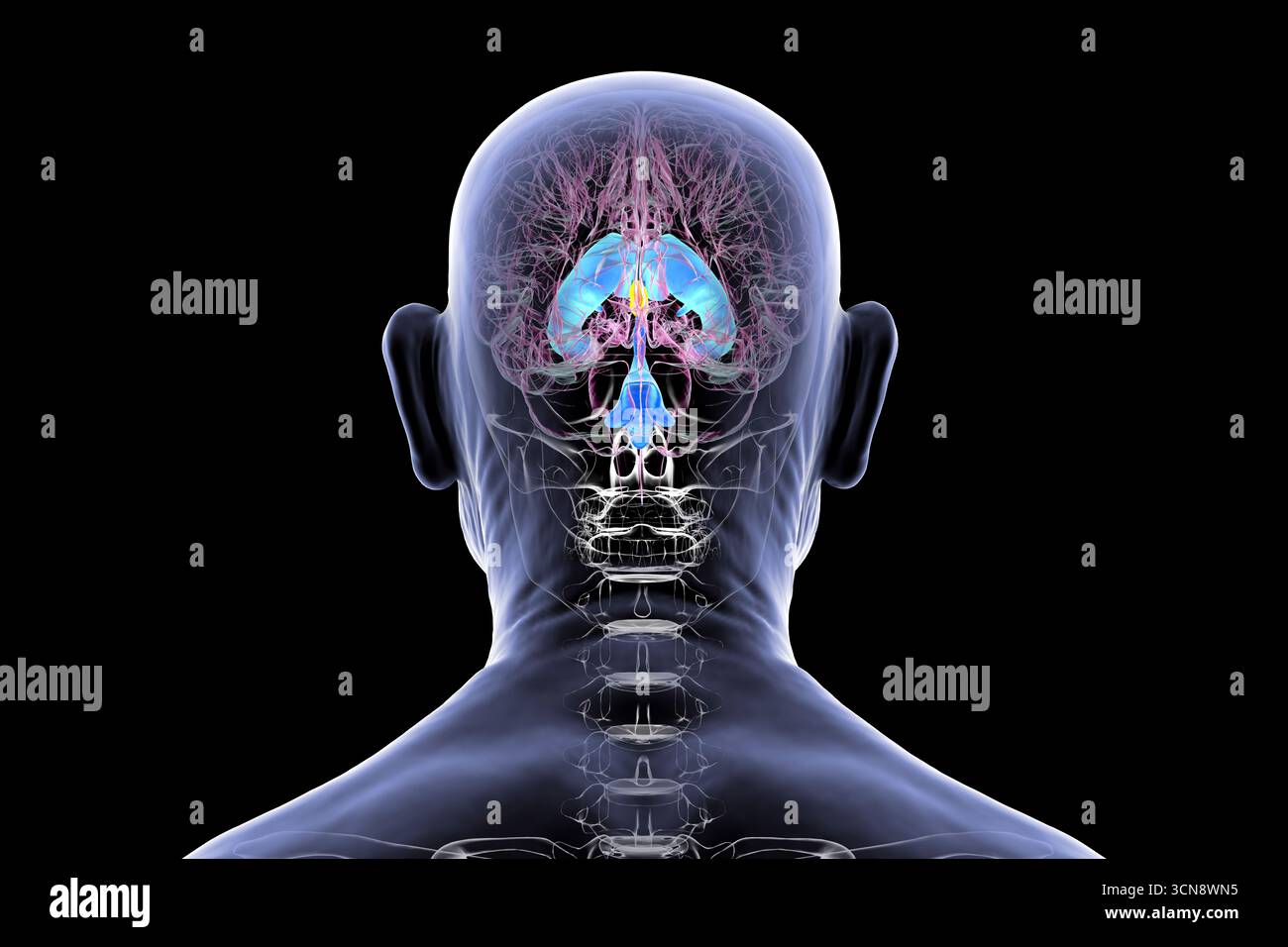 Illustration of the third brain ventricle (red) and ventricular system ...