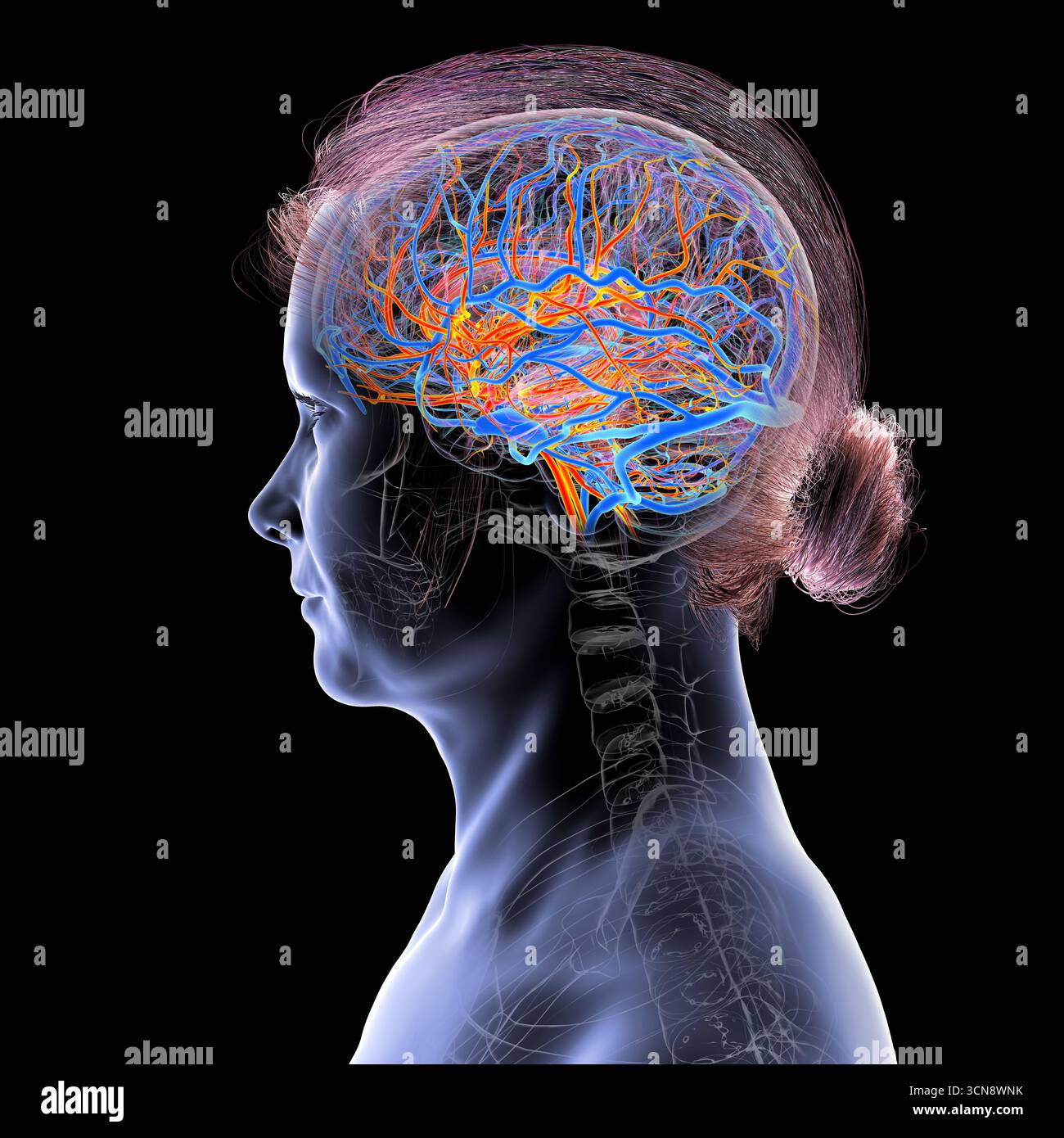 Illustration of a human brain with highlighted blood vessels, showing detailed cerebral ...