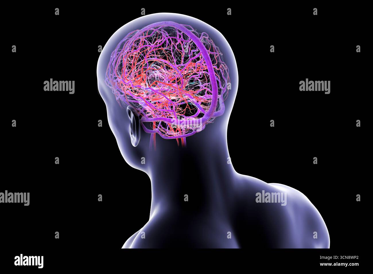 Illustration of a human brain with highlighted blood vessels, showing ...