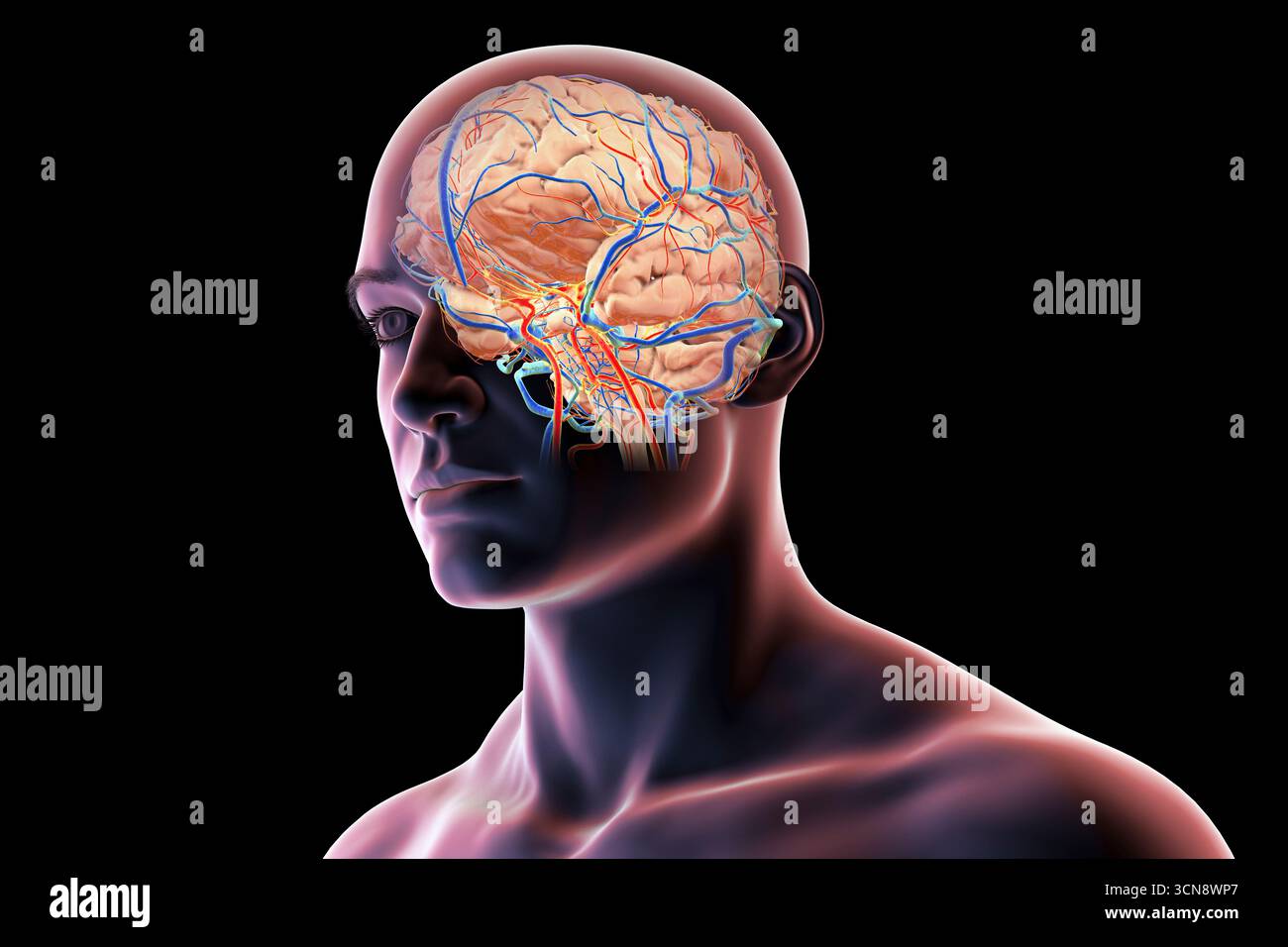 Illustration of a human brain with highlighted blood vessels, showing ...