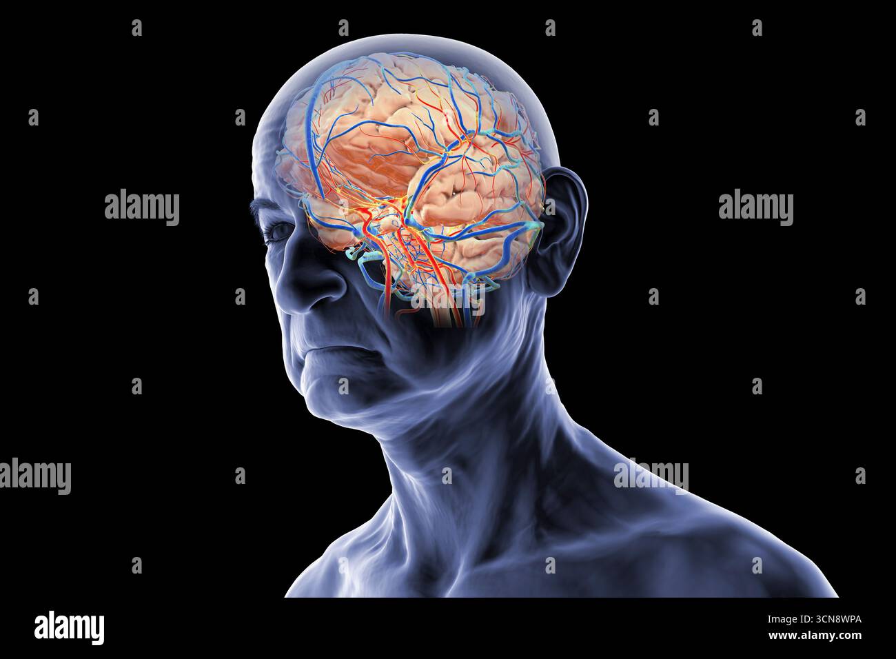 Illustration of a human brain with highlighted vessels in a senior ...