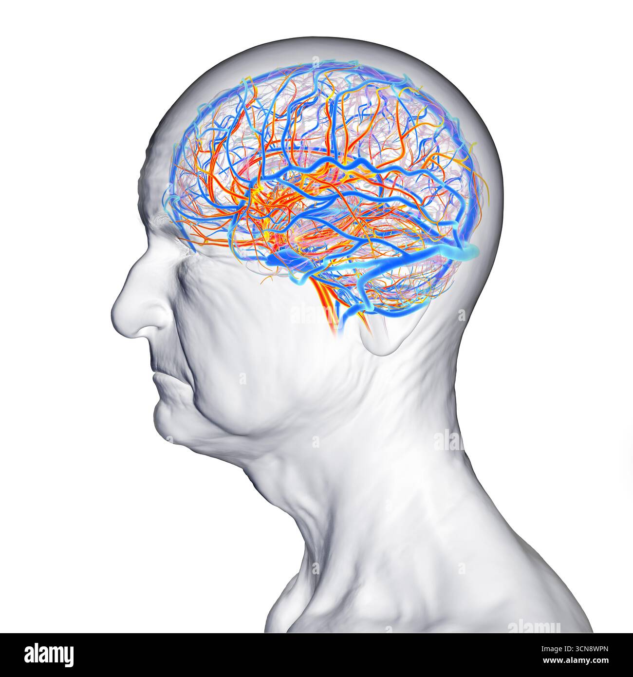 Illustration of a human brain with highlighted vessels in a senior ...