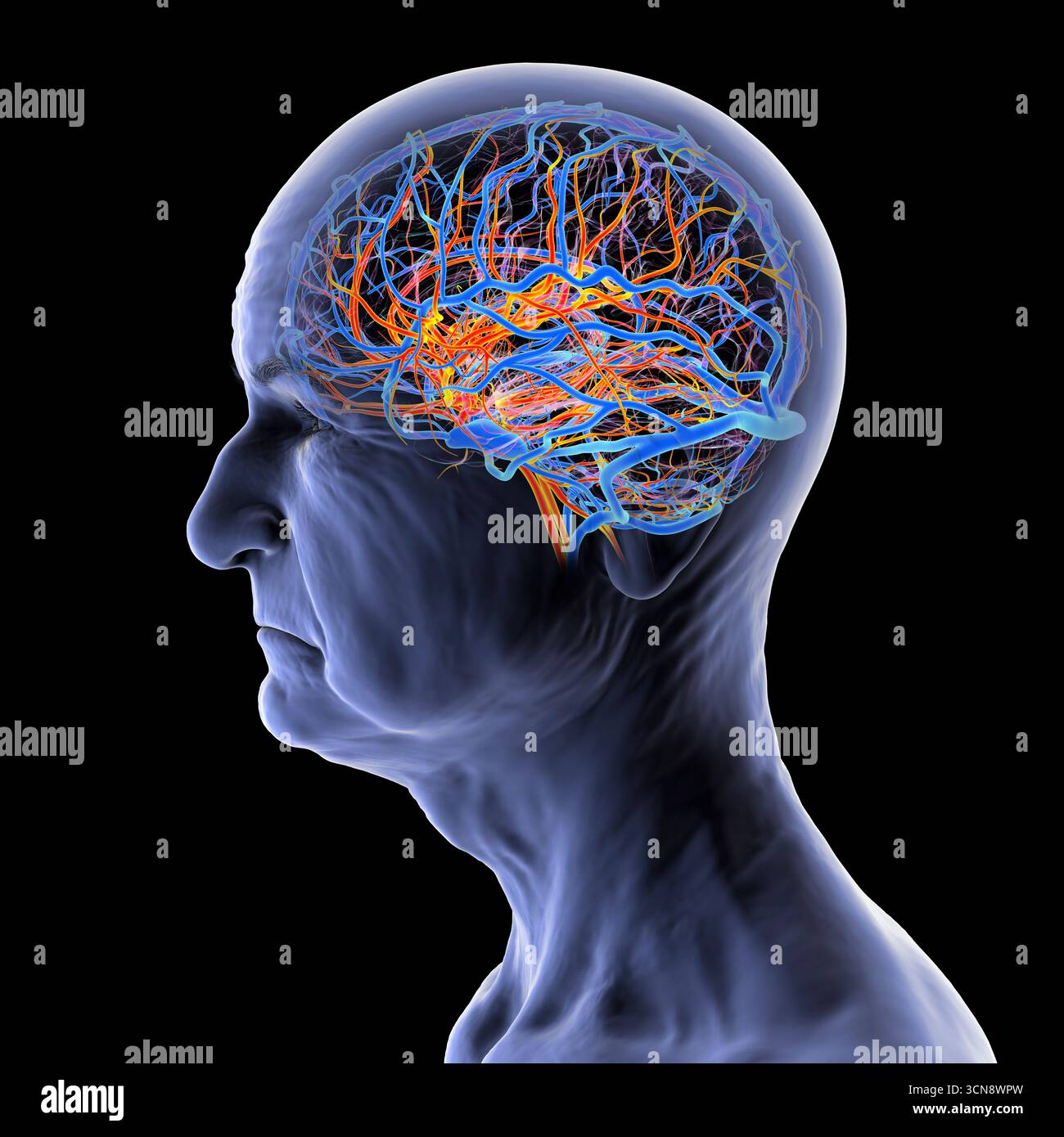 Illustration of a human brain with highlighted vessels in a senior ...