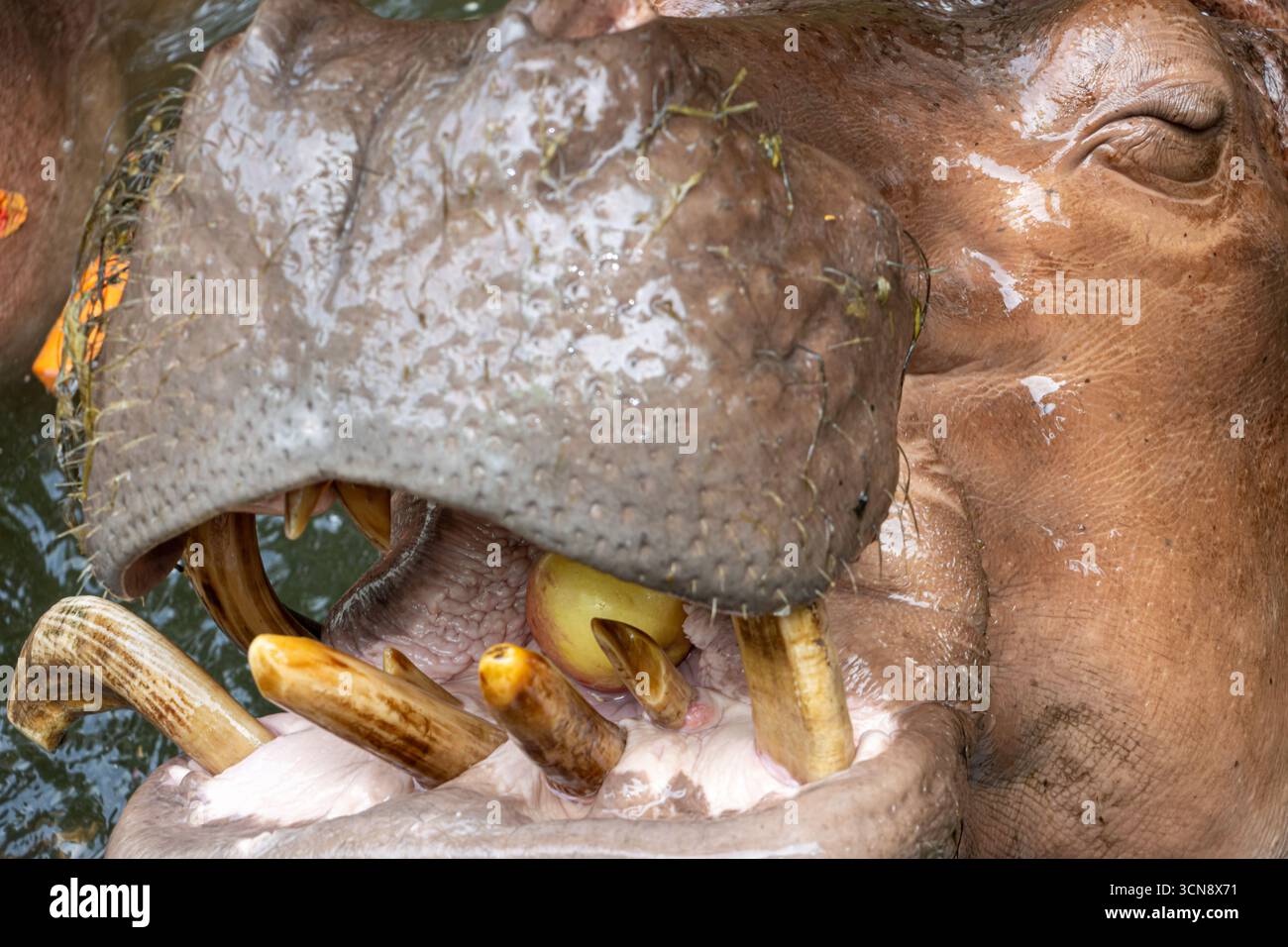 Close-up of a hippopotamus eating an apple Stock Photo - Alamy
