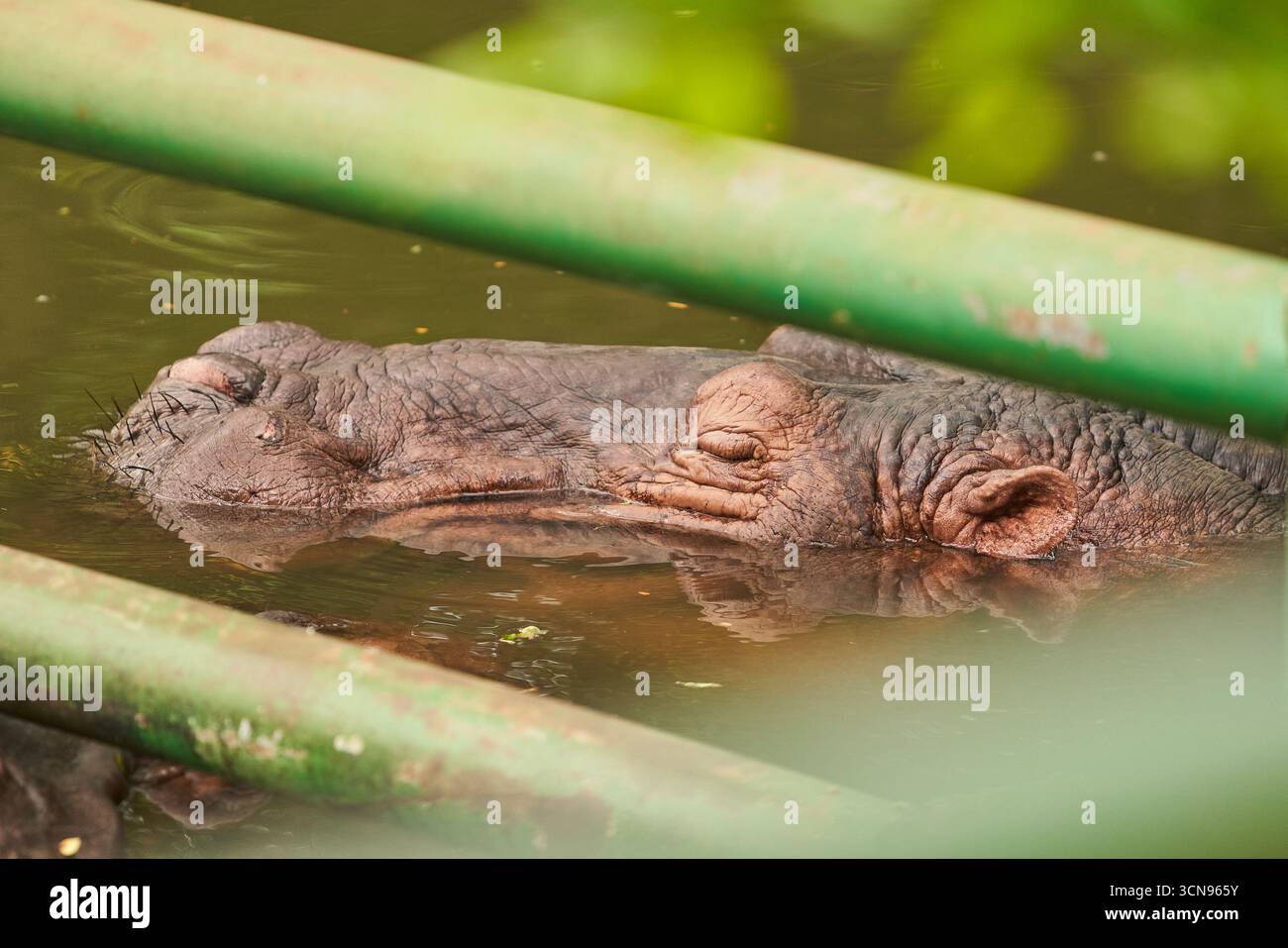 A hippopotamus is seen enjoying a dip in the waters of a zoo, poking ...