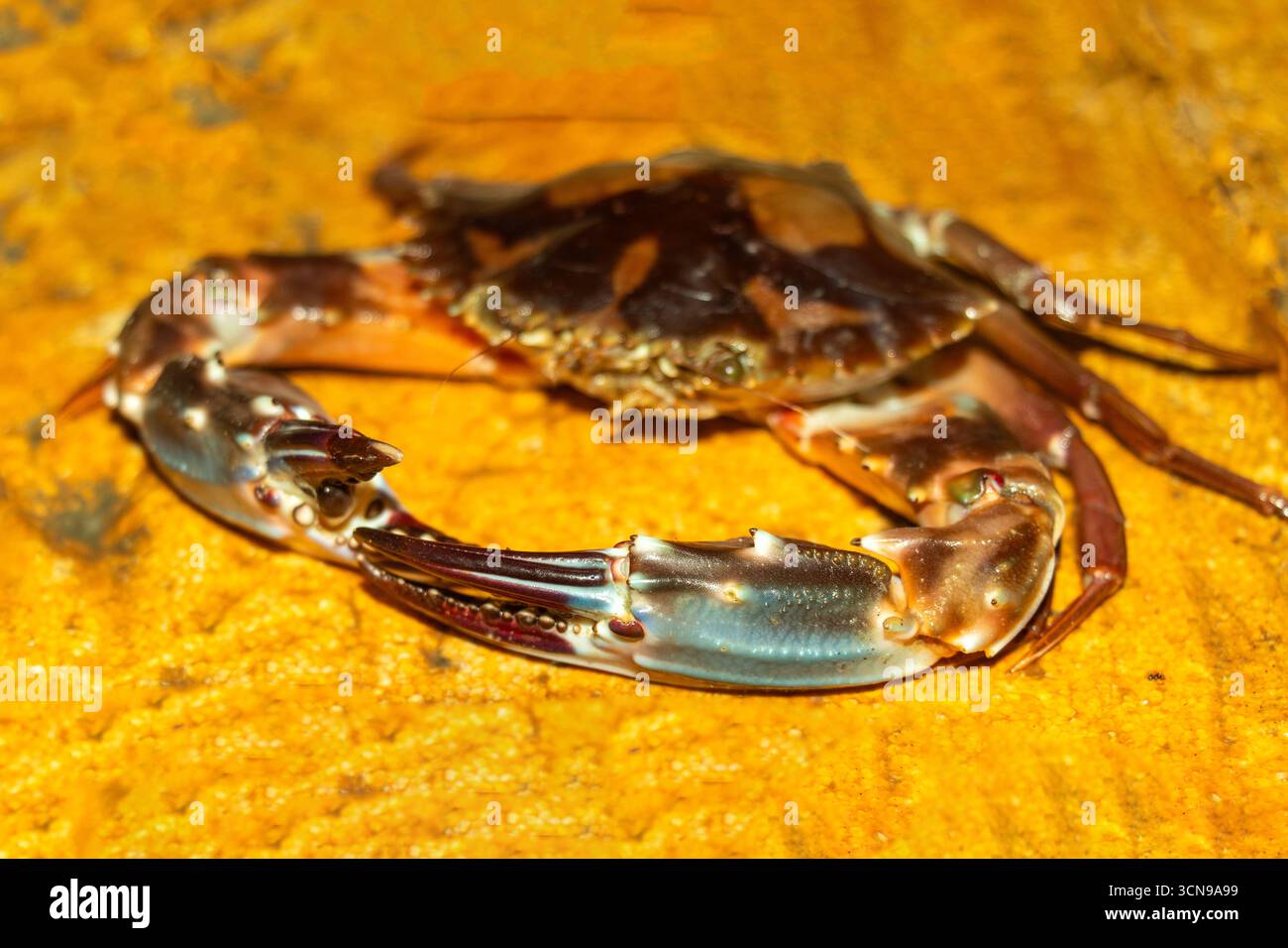Sea crabs are nutrient rich, high in protein, omega 3, and minerals ...