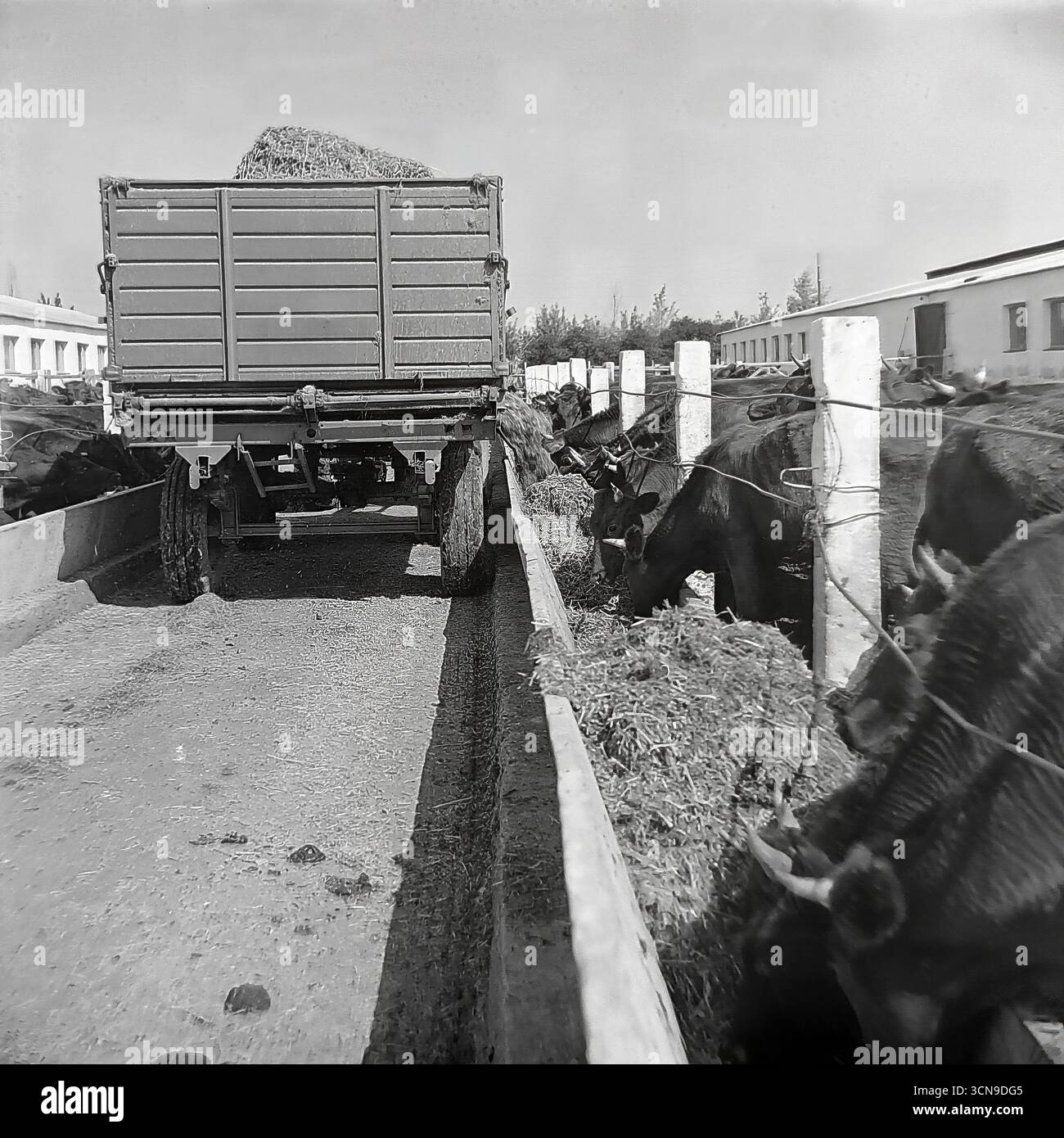A historical photograph from the 1980s, showing the process of feeding ...