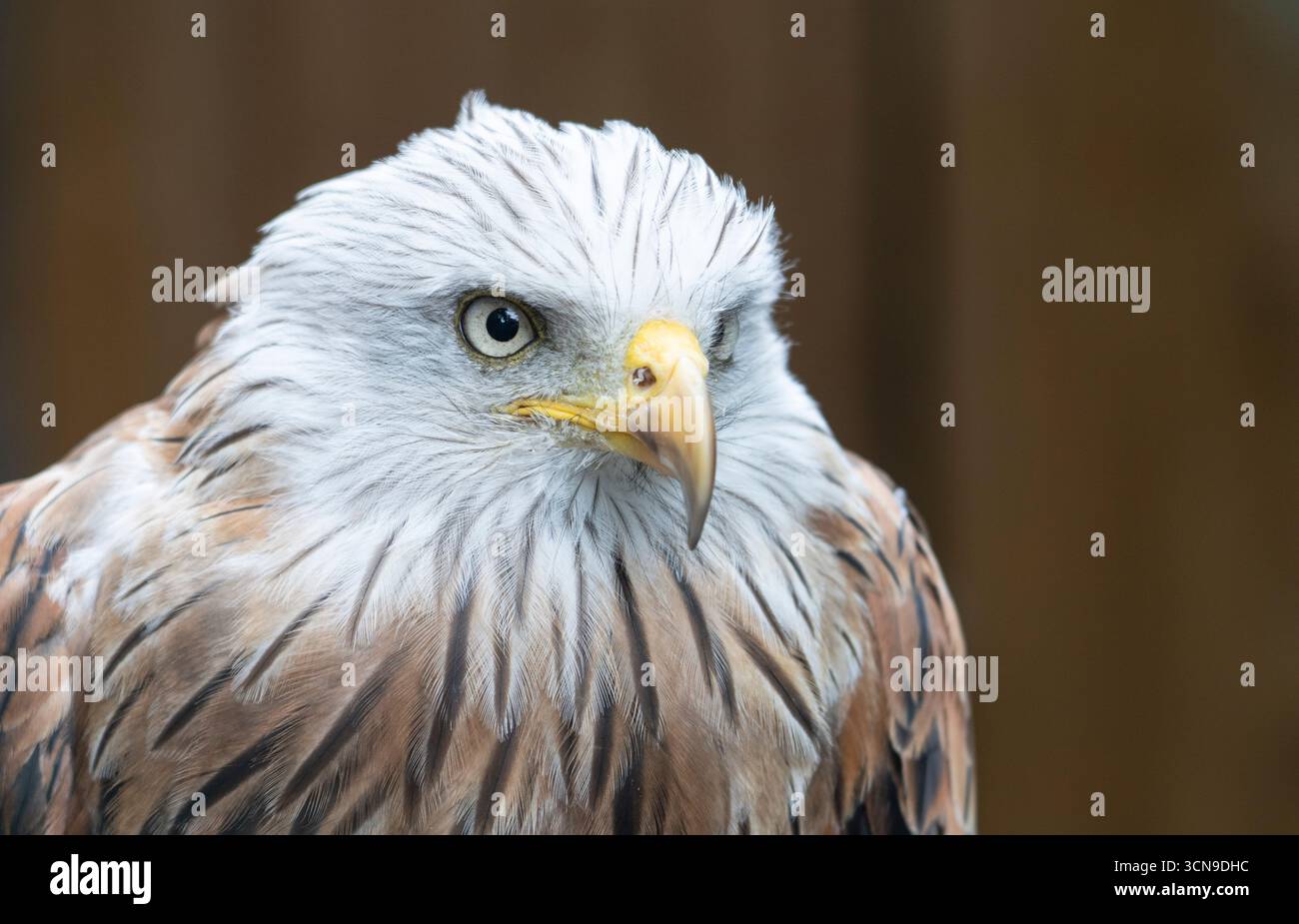 red kite (Milvus milvus) bird of prey in the family Accipitridae Stock ...