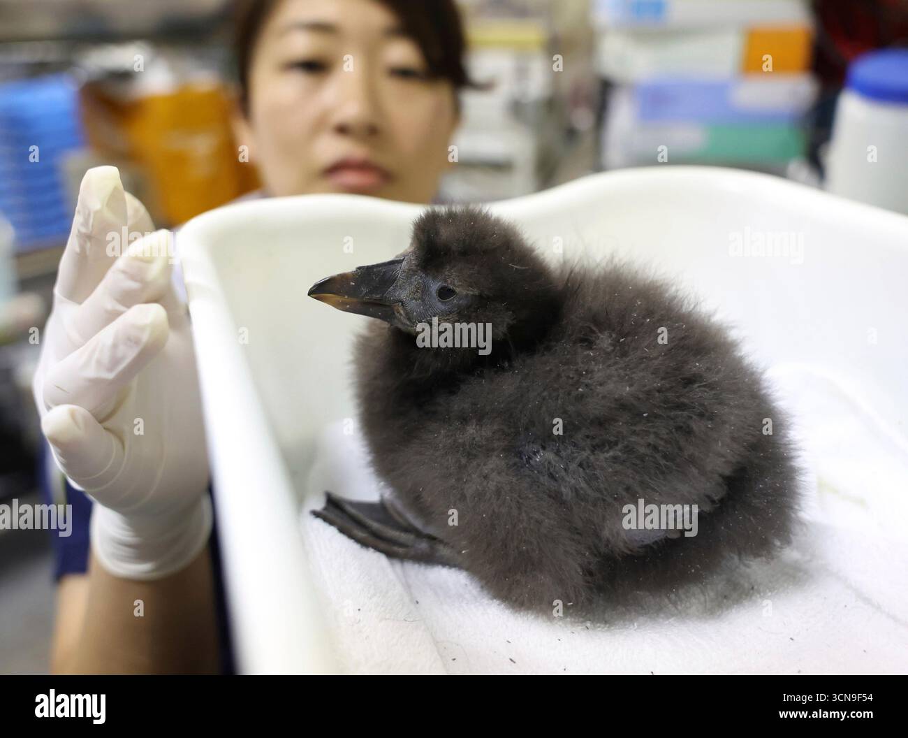 A tufted puffin chick is pictured at an aquarium Kaiyukan in Osaka on ...