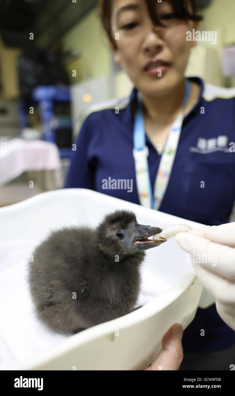 A tufted puffin chick is pictured at an aquarium Kaiyukan in Osaka on ...