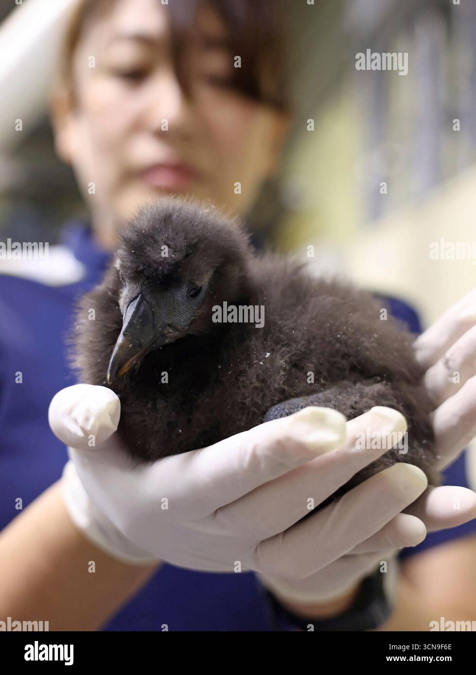 A tufted puffin chick is pictured at an aquarium Kaiyukan in Osaka on ...