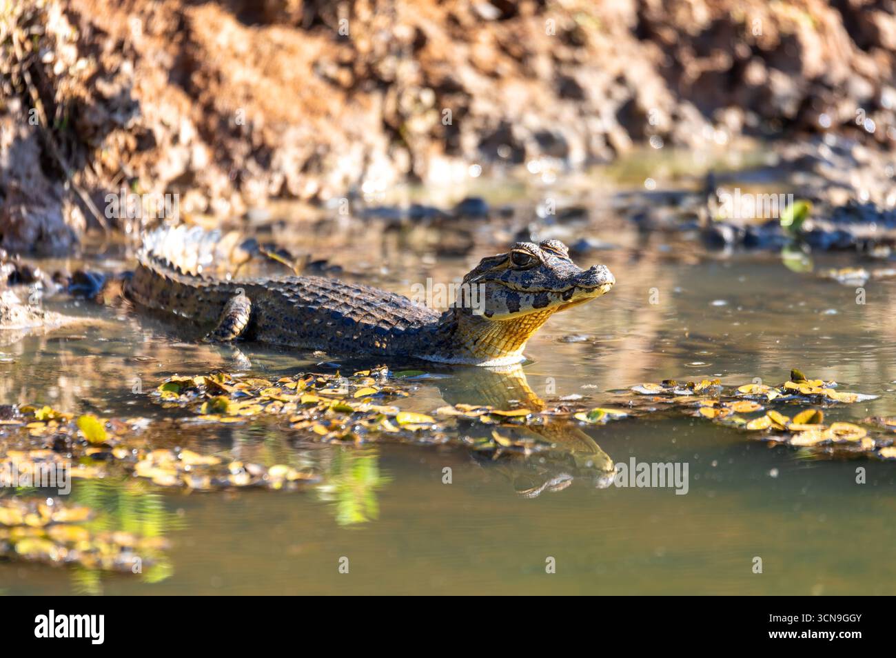 Baby of Yacare caiman (Caiman yacare), or jacare caiman or southern ...