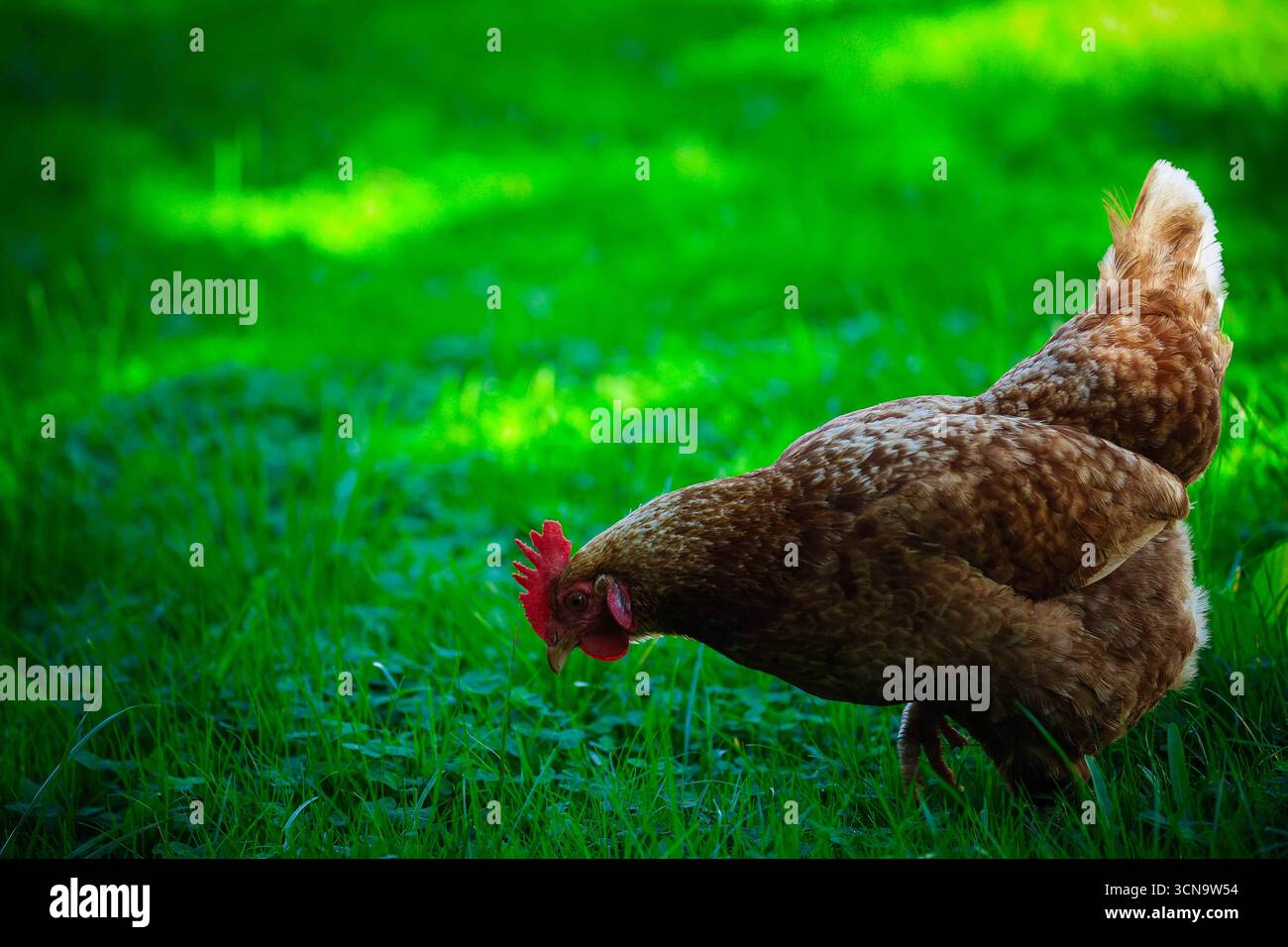 18.09.2025, Handenberg, AUT, Unterwegs in Oberösterreich, Symbolbild ...