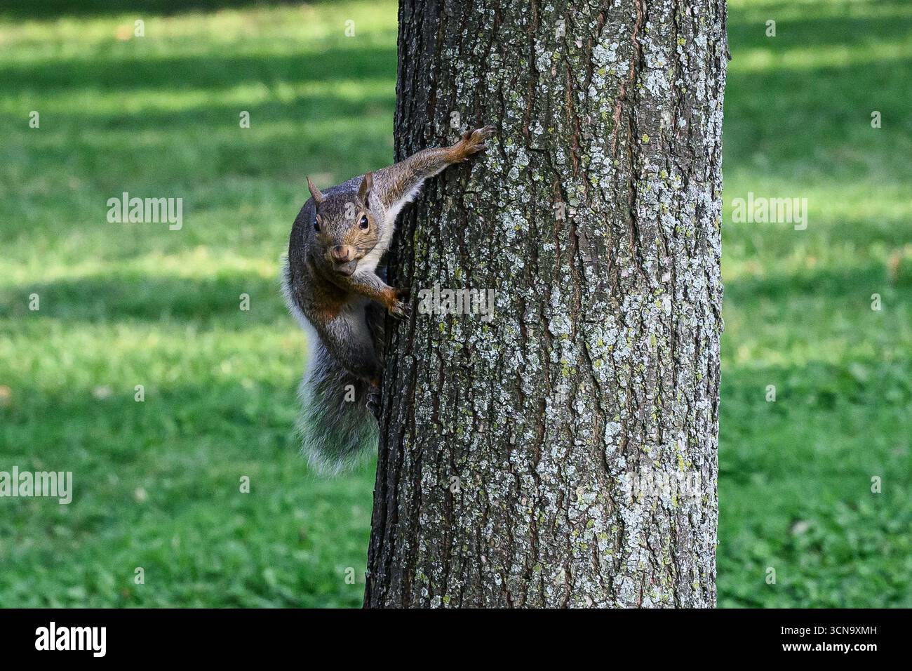 Squirrel in Ottawa on September 10, 2025 in Ottawa, Canada Stock Photo ...