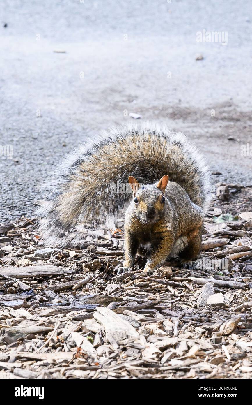 Squirrel in Montreal on September 9, 2025 in Montreal, Canada Stock ...