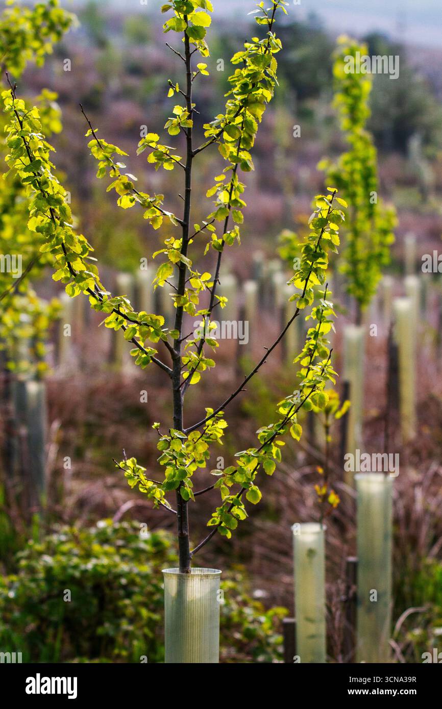 Spring growth on Young trees in leaf, protected by plastic tree tubes ...