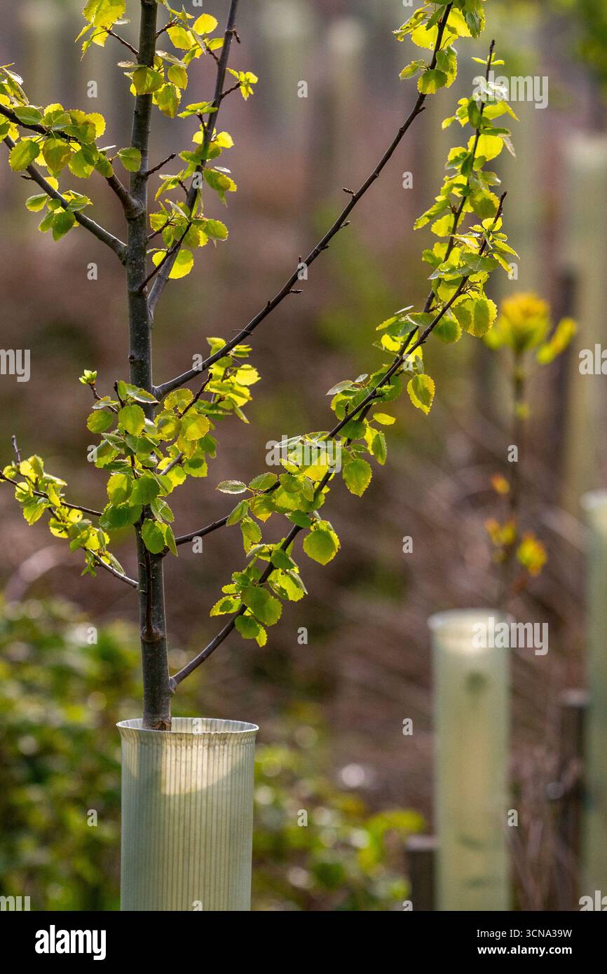 Spring growth on Young trees in leaf, protected by plastic tree tubes ...