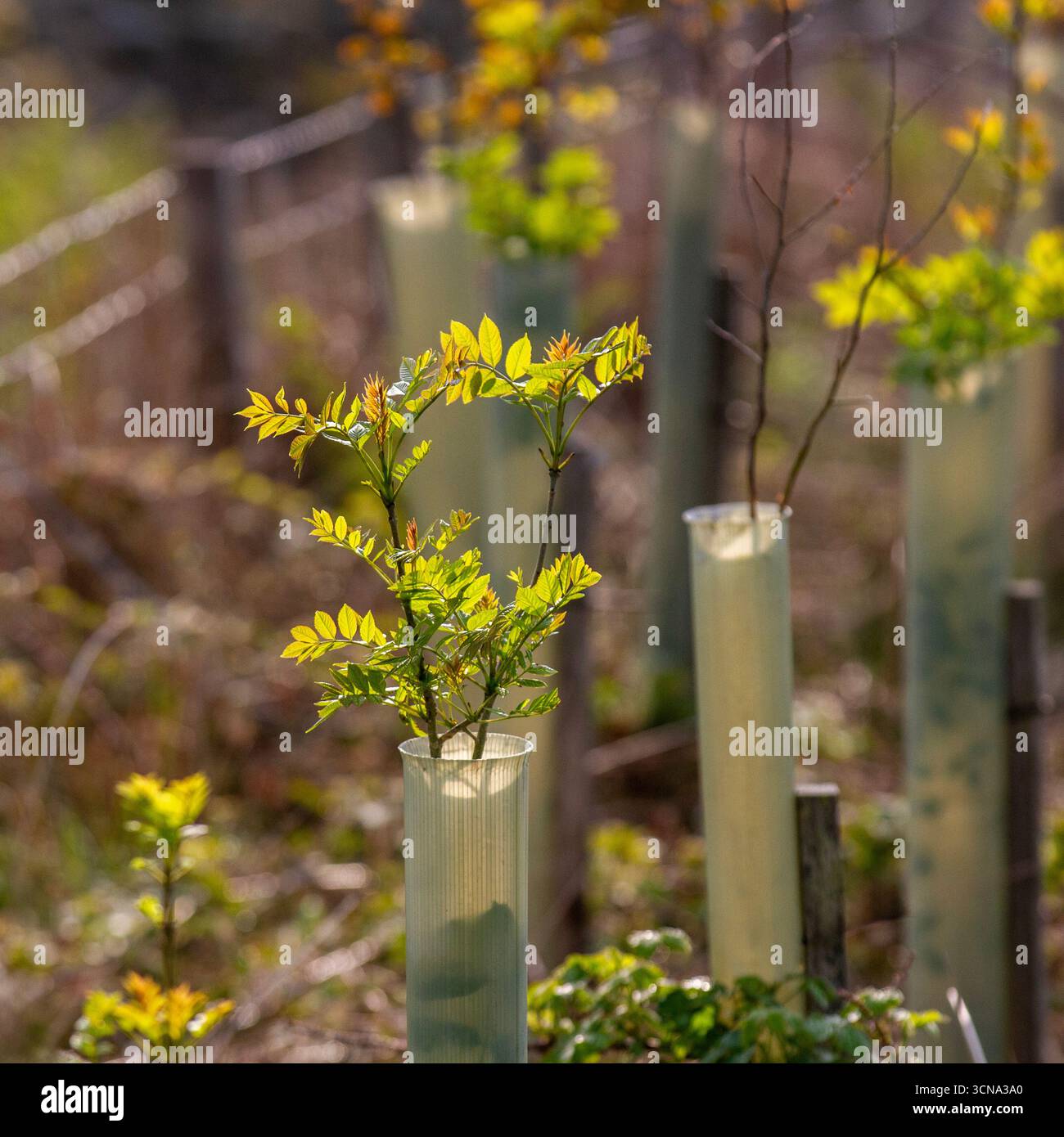 Spring growth on Young trees in leaf, protected by plastic tree tubes ...