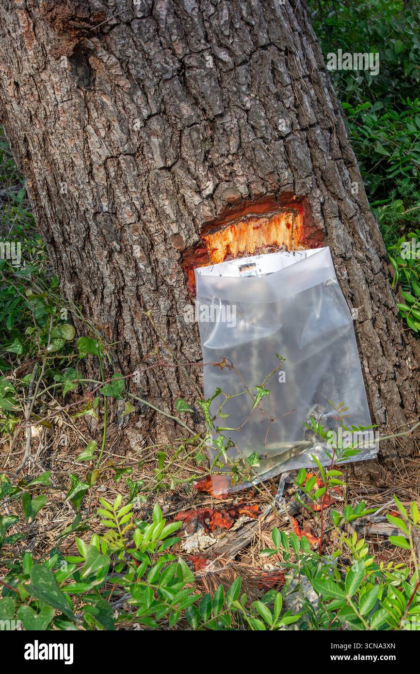 Harvesting resin from tree hi-res stock photography and images - Alamy