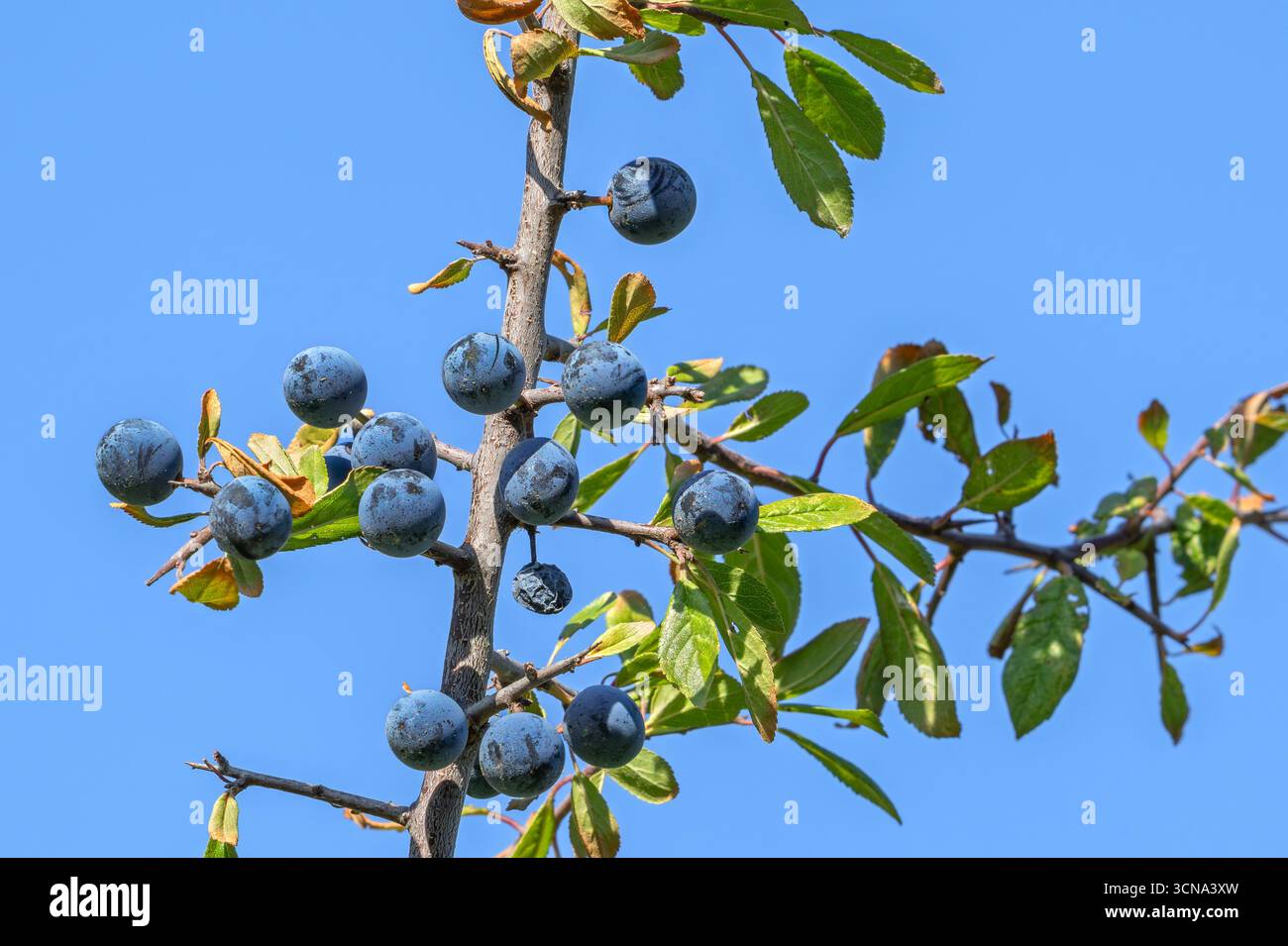 Blackthorn / sloe (Prunus spinosa / Druparia spinosa) close-up of ...