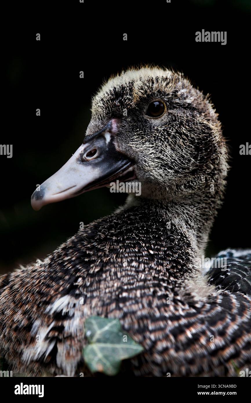 Vertical adolescent hi-res stock photography and images - Alamy