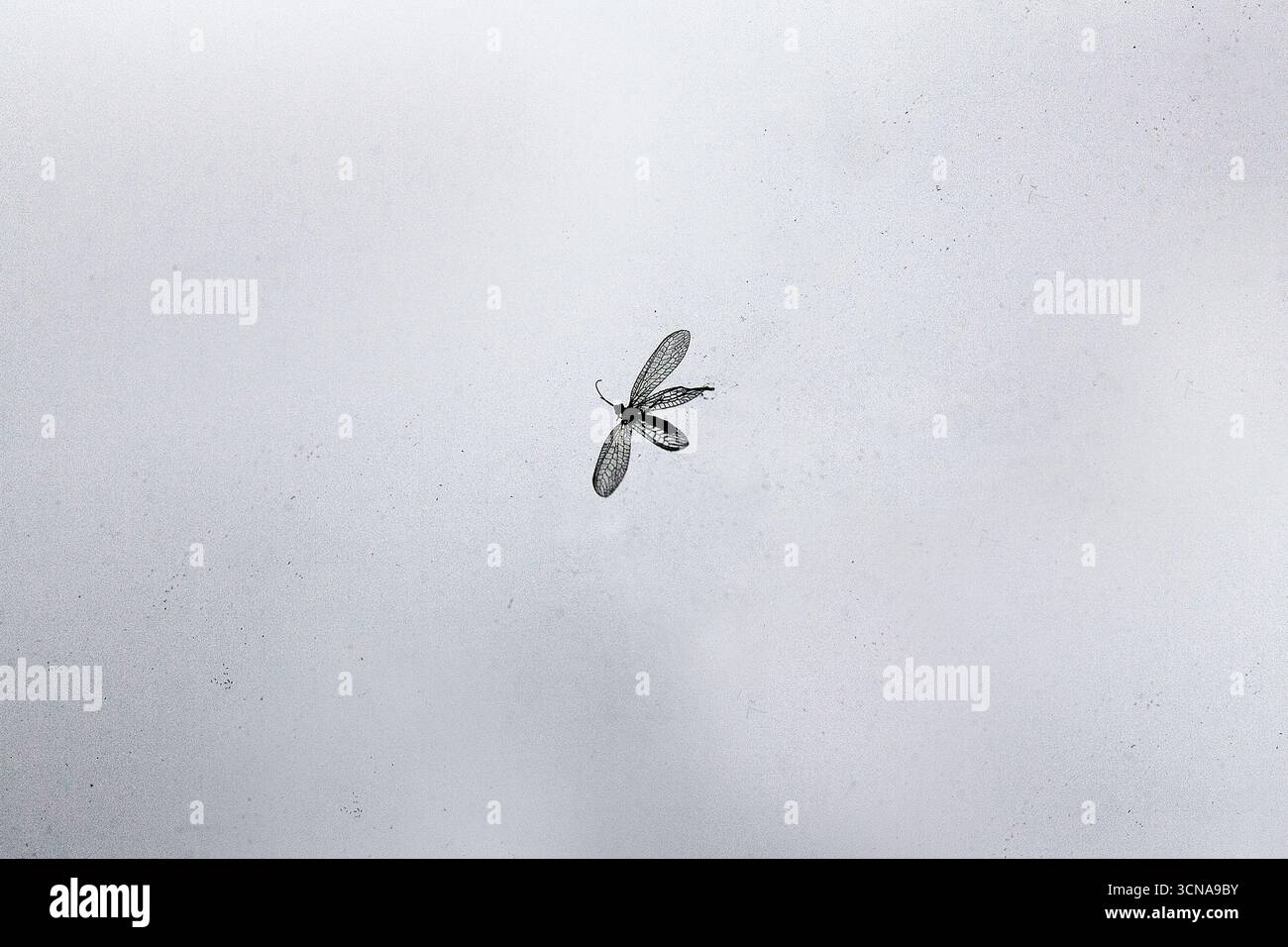 Dead bug on dirty window Stock Photo - Alamy