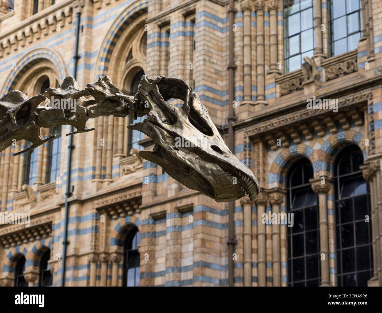 Fern the Diplodocus, Natural History Museum, London, UK, GB Stock Photo ...