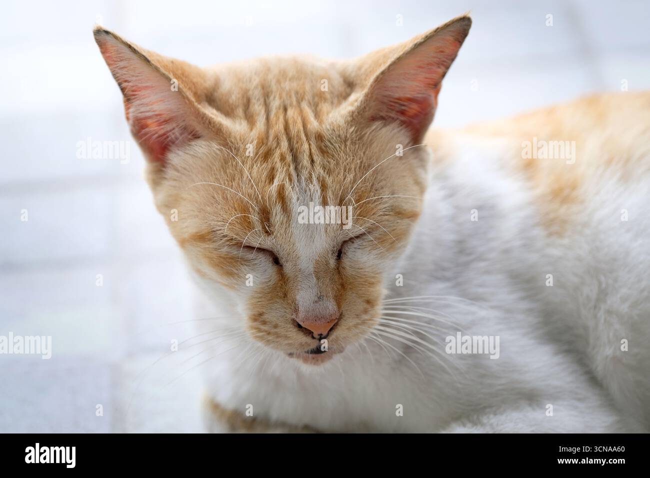 White fluffy sleepy cat hi-res stock photography and images - Alamy