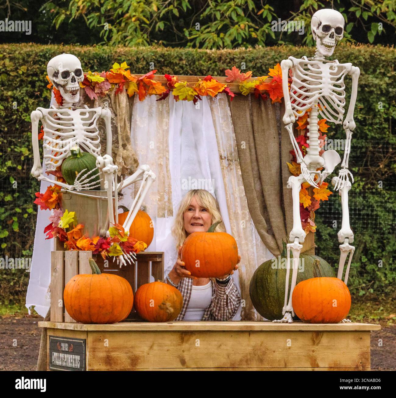 tulleys Farm West Sussex England 20 Sep 2025 The seasonal Pumpkin ...