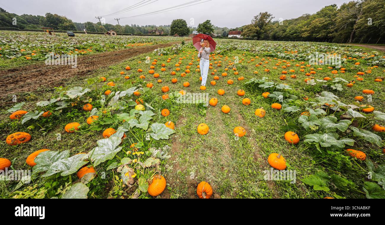tulleys Farm West Sussex England 20 Sep 2025 The seasonal Pumpkin ...